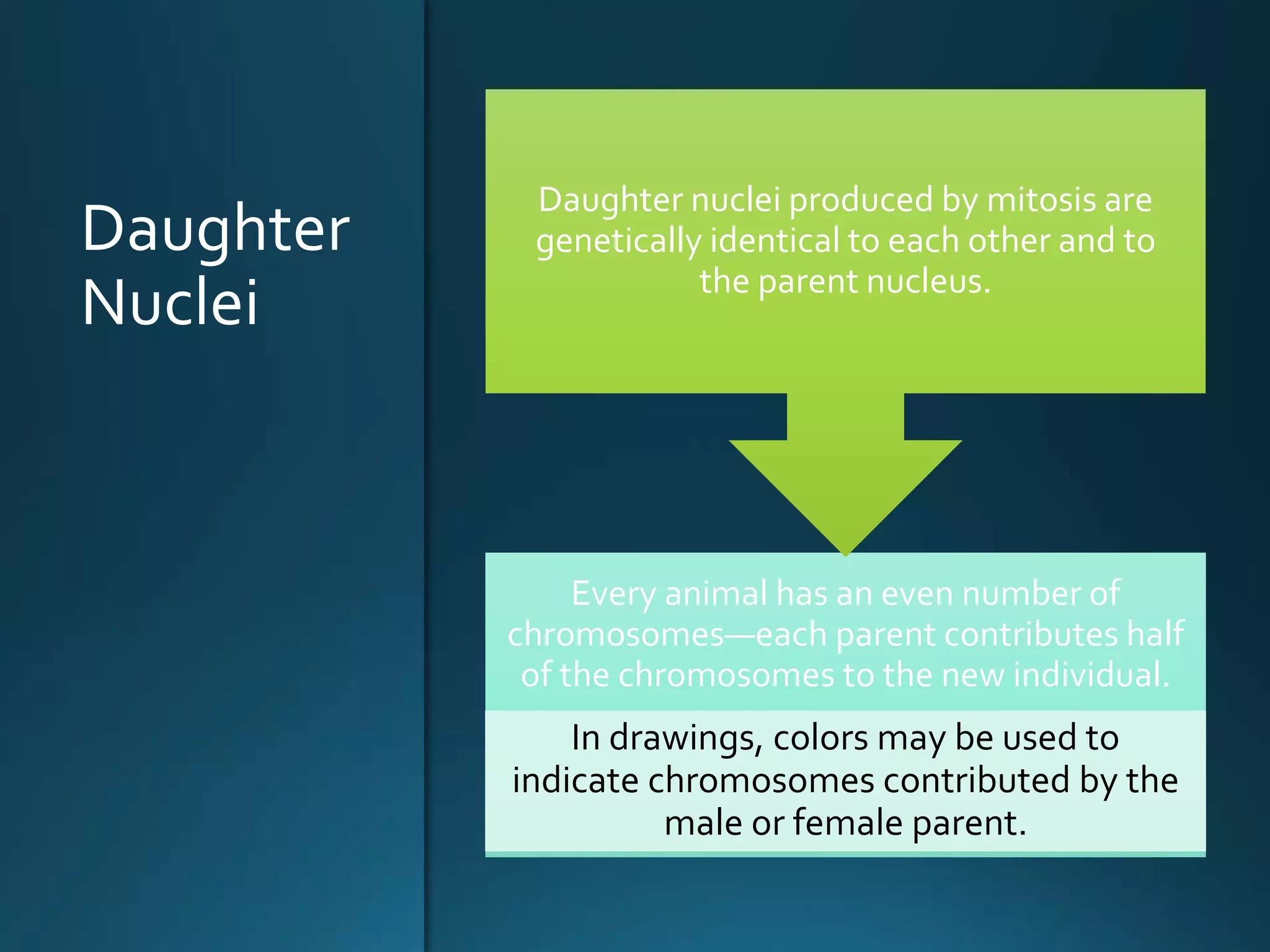 Chapter 8 Cellular Reproduction | PPTX