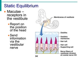 Chapter 8 ppt-senses.ppt