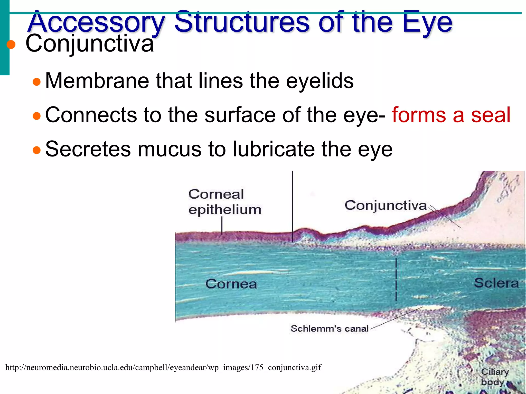 Chapter 8 ppt-senses.ppt