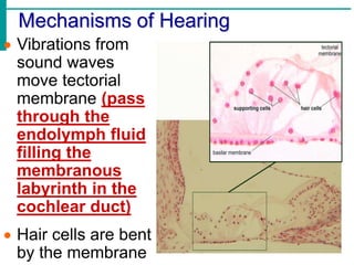 Chapter 8 ppt-senses.ppt