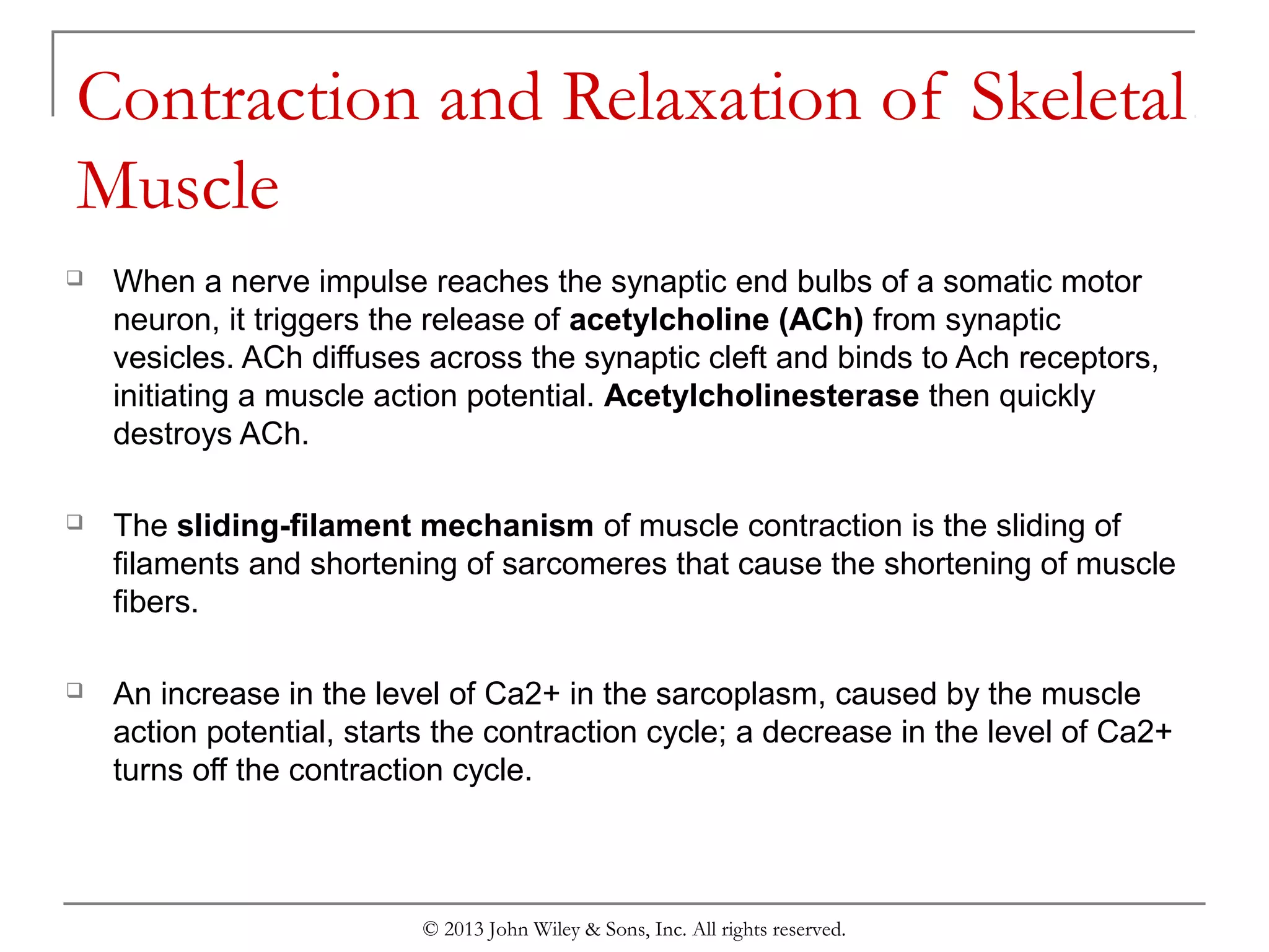 Chapter 8 the muscular system | PPT