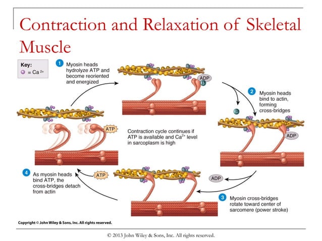 Chapter 8 the muscular system | PPT | Physical Therapy | Wellness