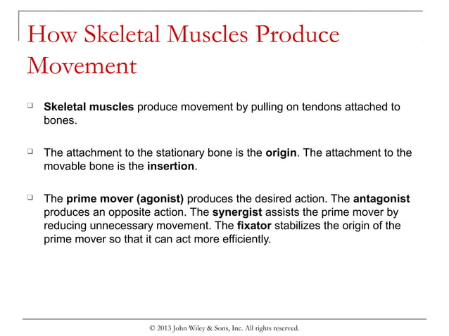 Chapter 8 the muscular system | PPT | Physical Therapy | Wellness
