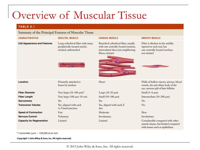 Chapter 8 the muscular system | PPT | Physical Therapy | Wellness