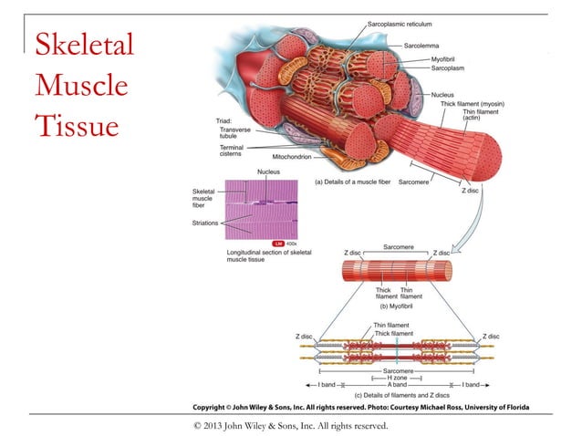 Chapter 8 the muscular system | PPT | Physical Therapy | Wellness
