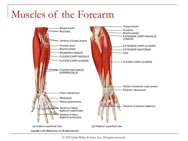 Biarticular Antagonistic Muscles In Human Upper Arm That Shoulder ...
