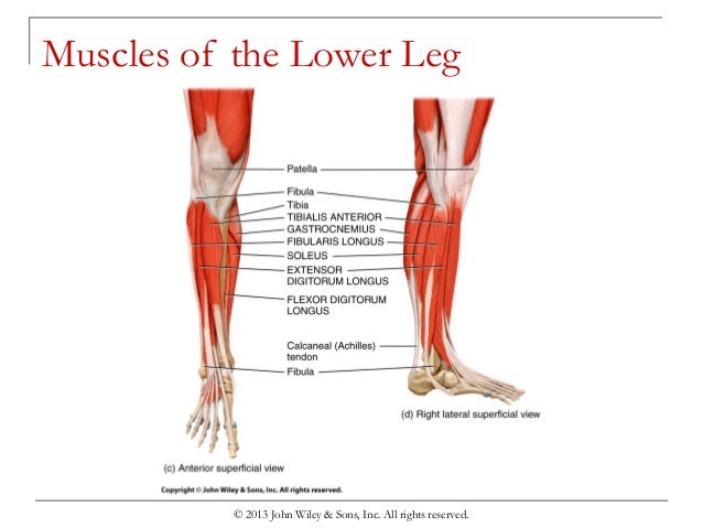Biarticular Muscles Leg