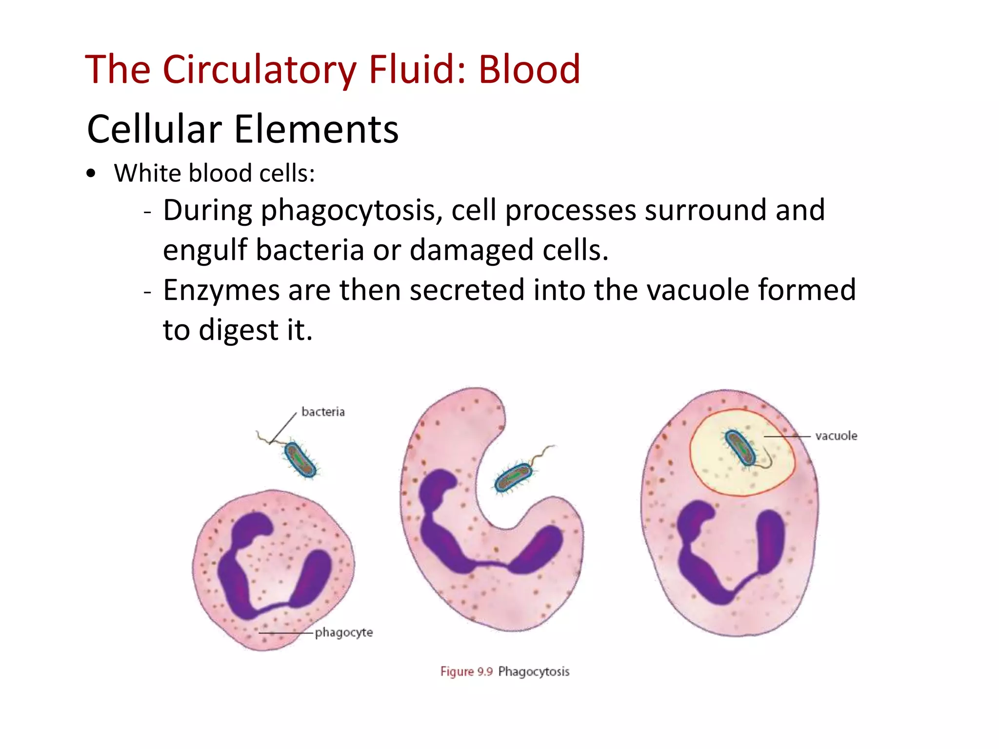 Chapter 8 transport in humans | PPTX