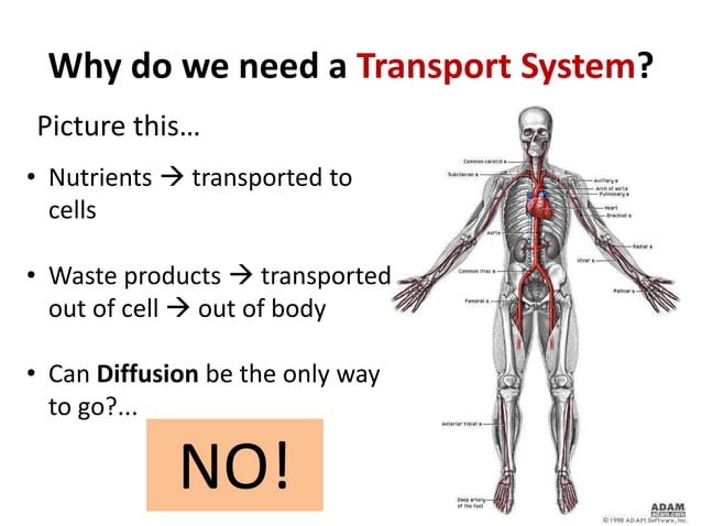 Chapter 8 transport in humans | PPTX