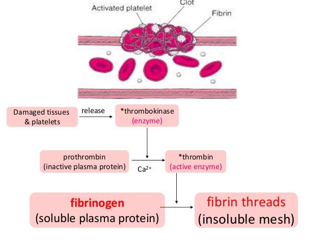 Chapter 8 transport in humans