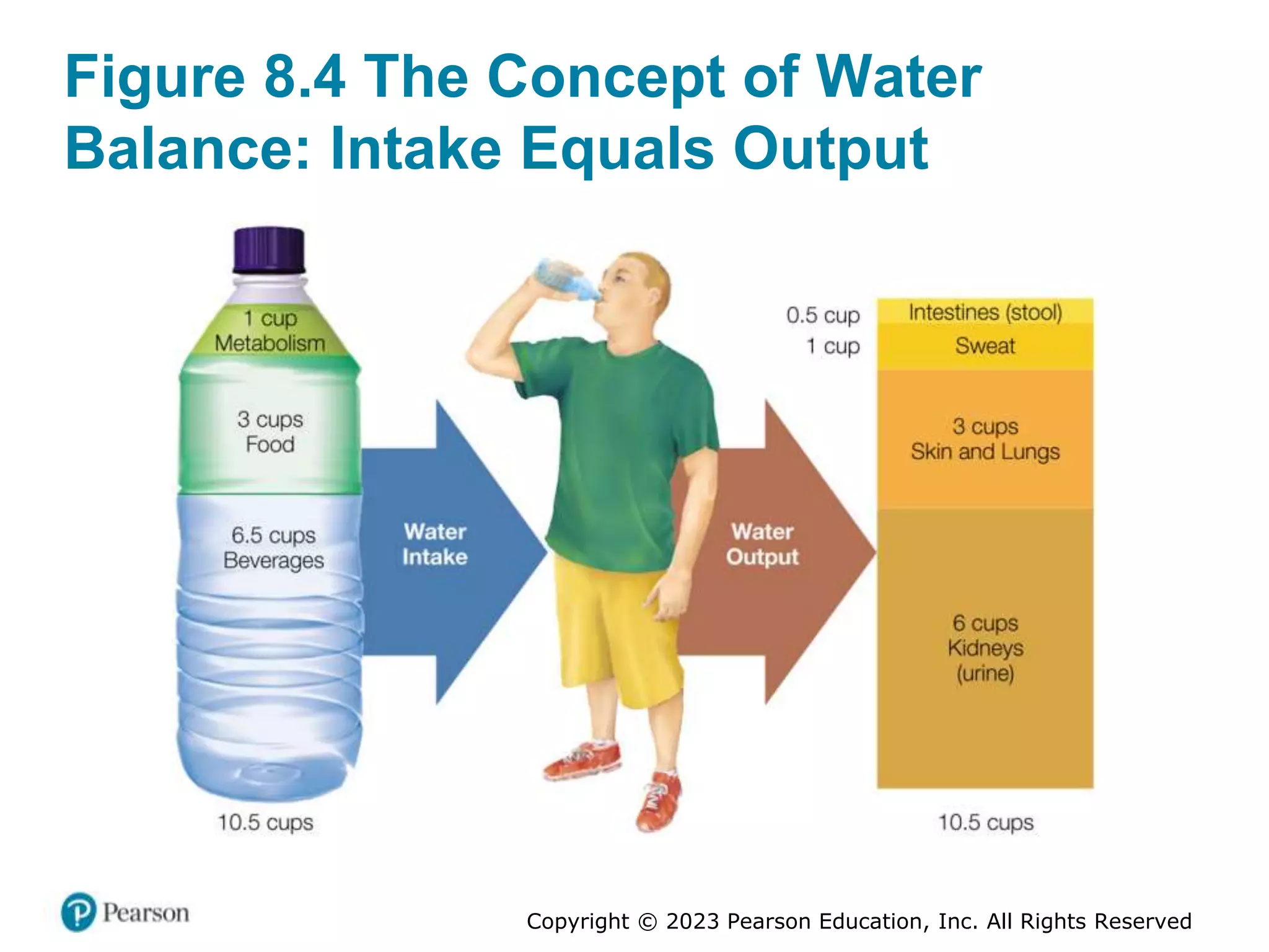 CHAPTER 8 WATER Section.pptx