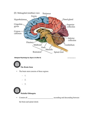 Chapter 9 10 nervous tissue and brain note taking guide | DOC