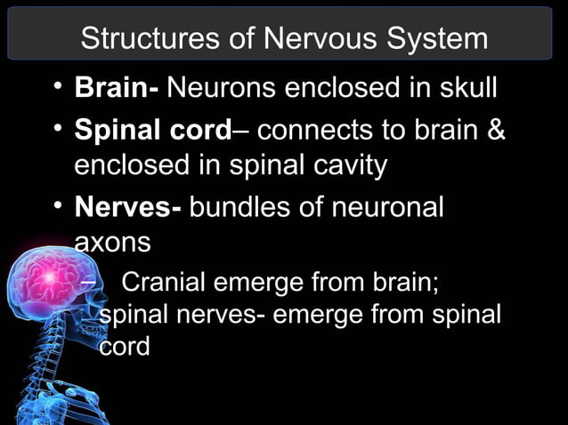 Chapter 9 10 11 12 Nervous System notes | PPT