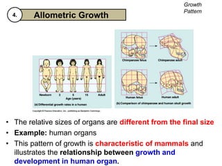 Chapter 9.5 Growth.pptx