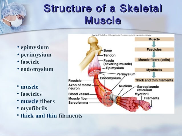 Chapter 9 muscular system