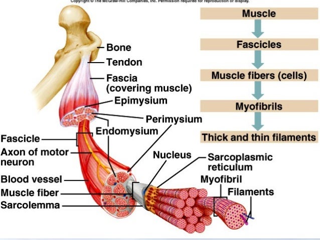 H Zone Anatomy
