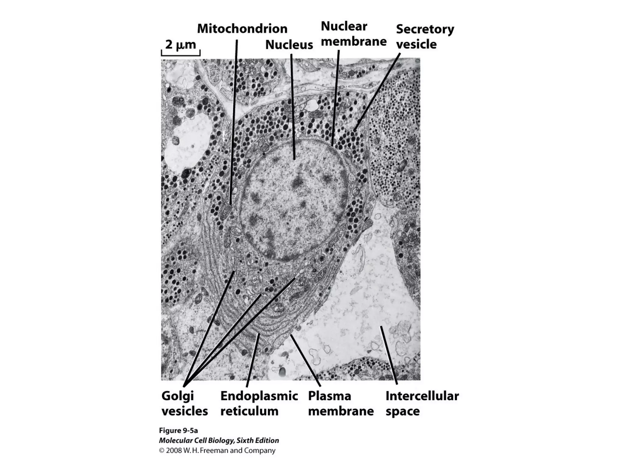 Molecular Cell Biology Lodish 6th.ppt - Chapter 9 visualizing ...