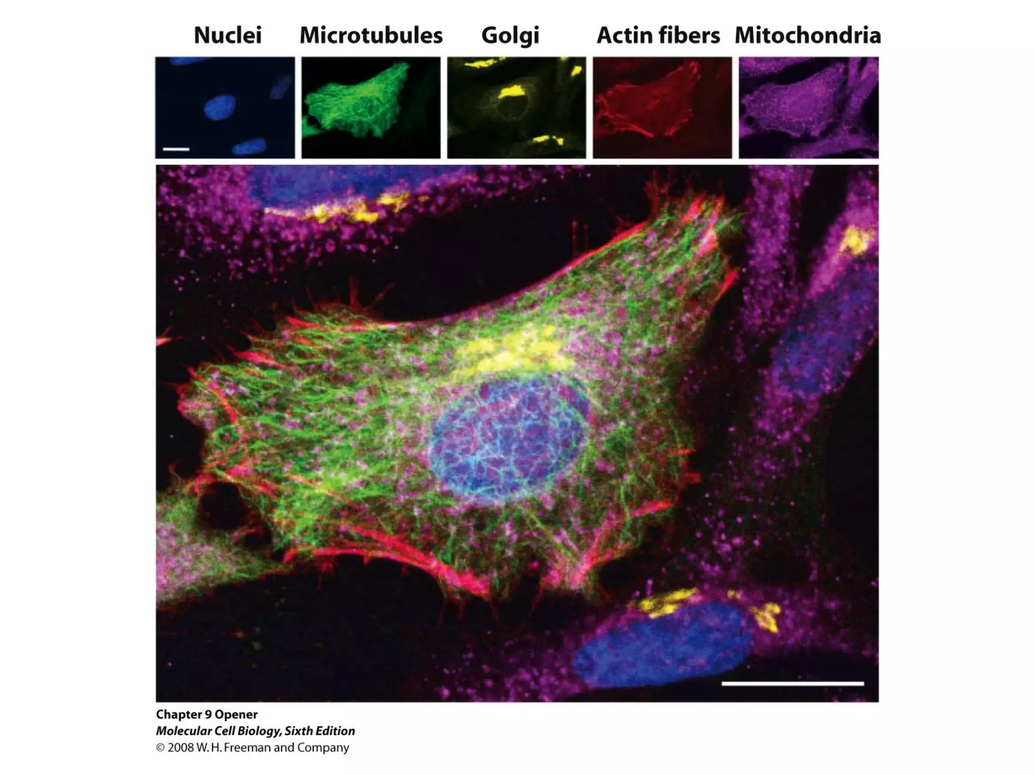Molecular Cell Biology Lodish 6th.ppt - Chapter 9 visualizing ...