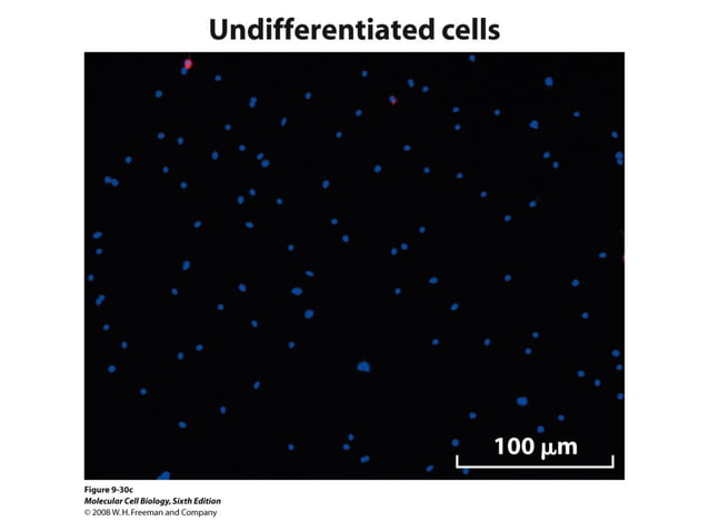 Molecular Cell Biology Lodish 6th.ppt - Chapter 9 visualizing ...