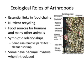 Chapter 9 arthropods | PPTX