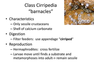 Chapter 9 arthropods | PPTX