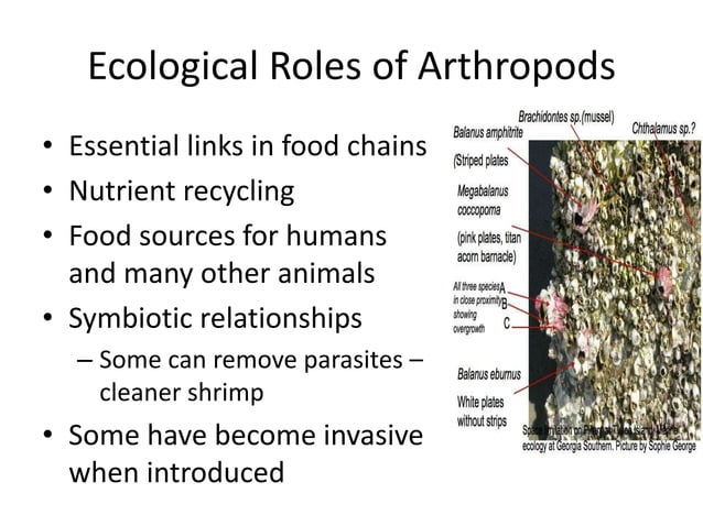 Chapter 9 arthropods | PPTX