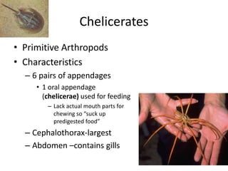Chapter 9 arthropods | PPTX