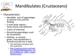 Chapter 9 arthropods | PPTX