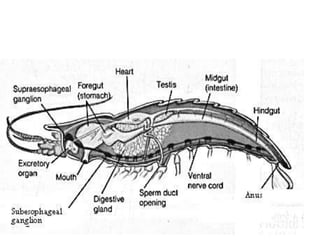 Chapter 9 arthropods | PPT