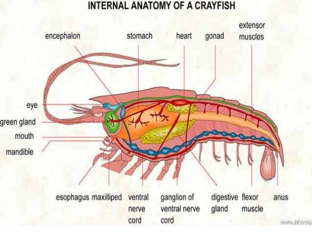 Arthropods Characteristics Anatomy Groups Studycom