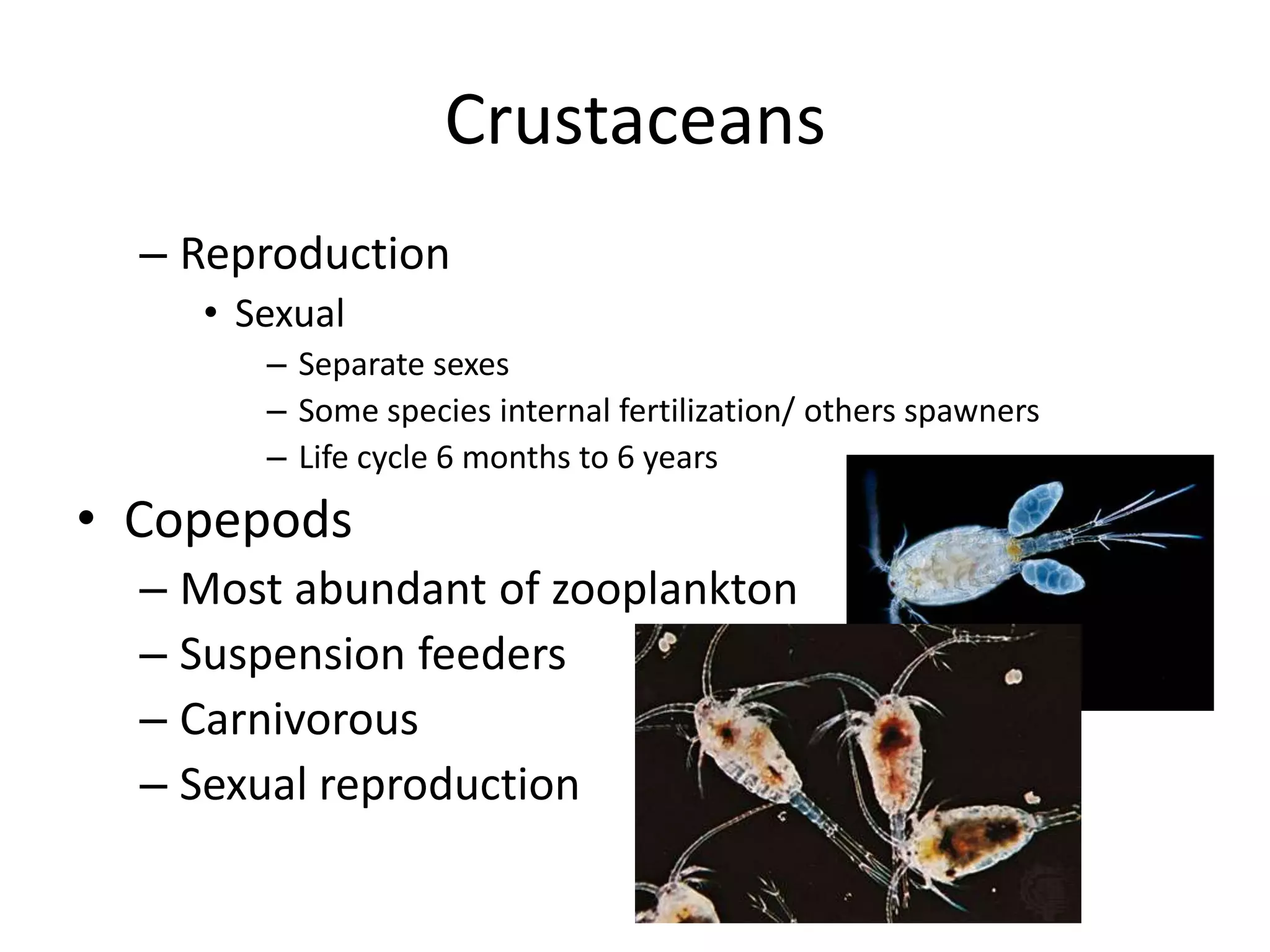 Chapter 9 arthropods zoology | PPTX