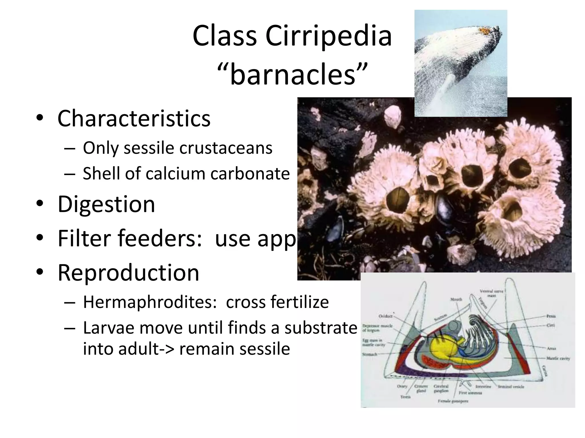 Chapter 9 arthropods zoology | PPTX