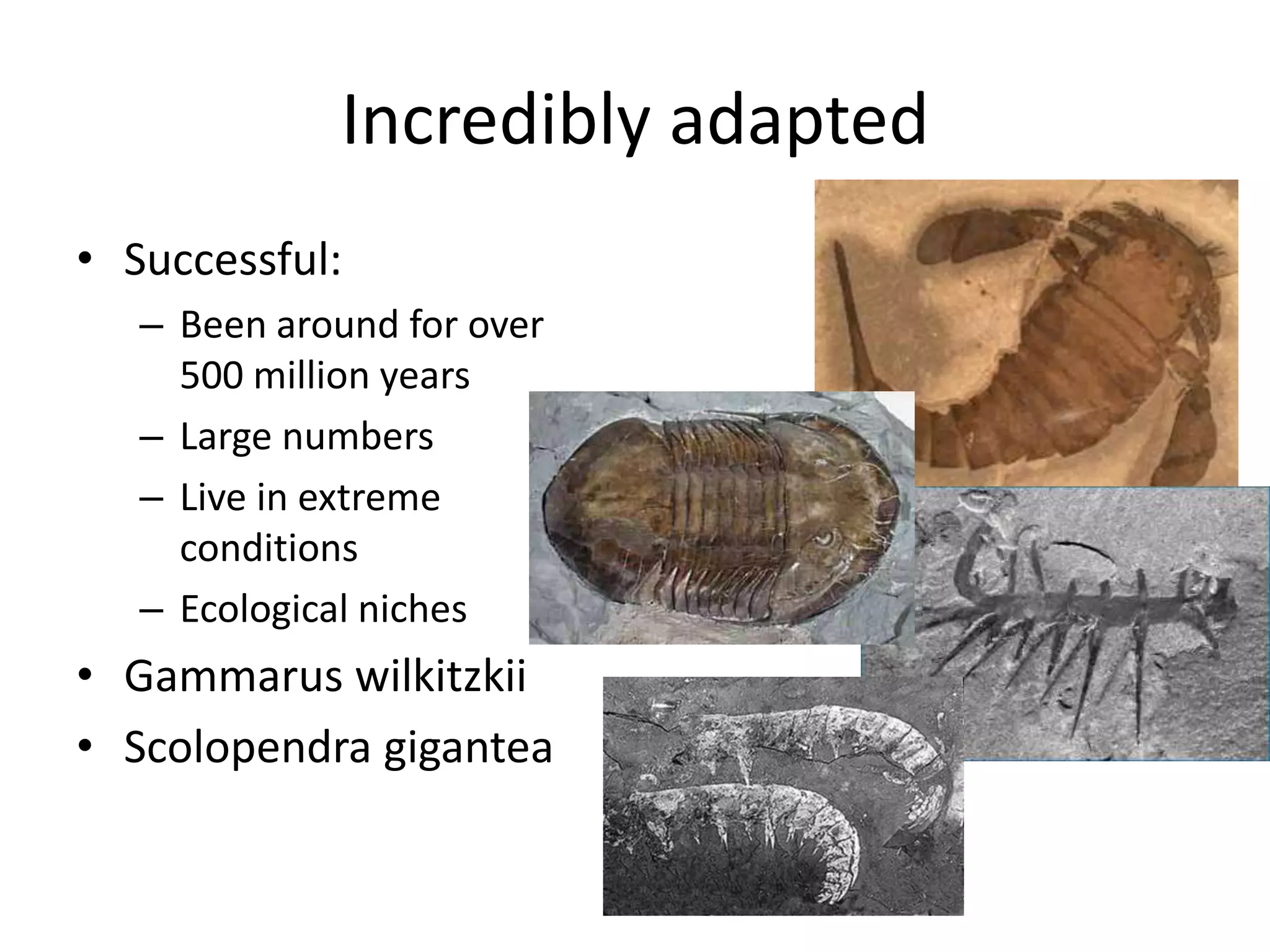Chapter 9 arthropods zoology | PPTX