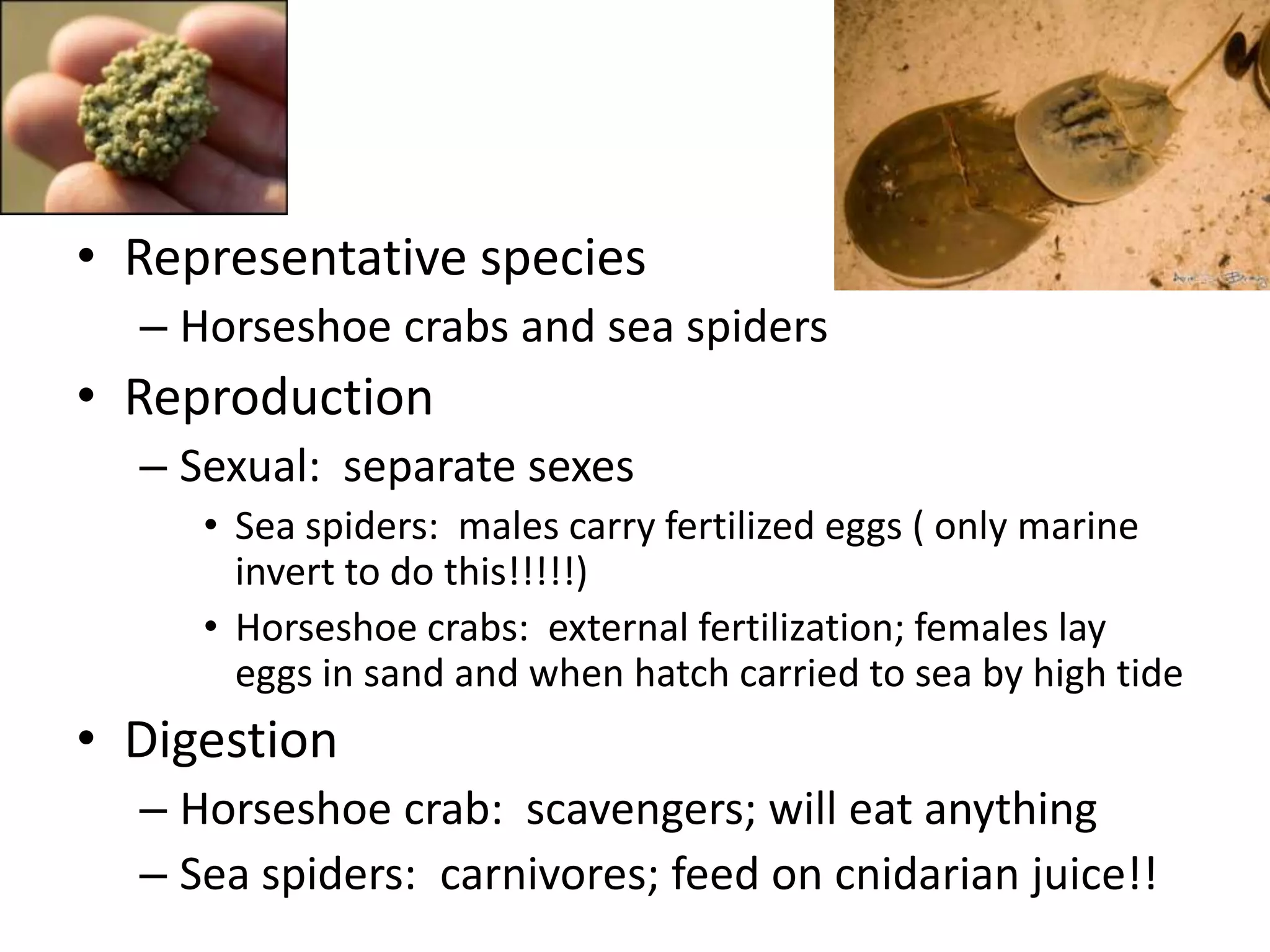 Chapter 9 arthropods zoology | PPTX