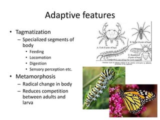 Chapter 9 arthropods zoology | PPTX | Zoos & Aquariums | Attractions