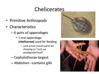 Chapter 9 arthropods zoology | PPTX | Zoos & Aquariums | Attractions