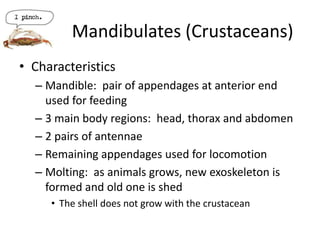 Chapter 9 arthropods zoology | PPTX | Zoos & Aquariums | Attractions