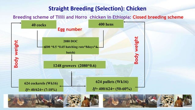 Chapter 9_Breeding program options_Birhan.pptx