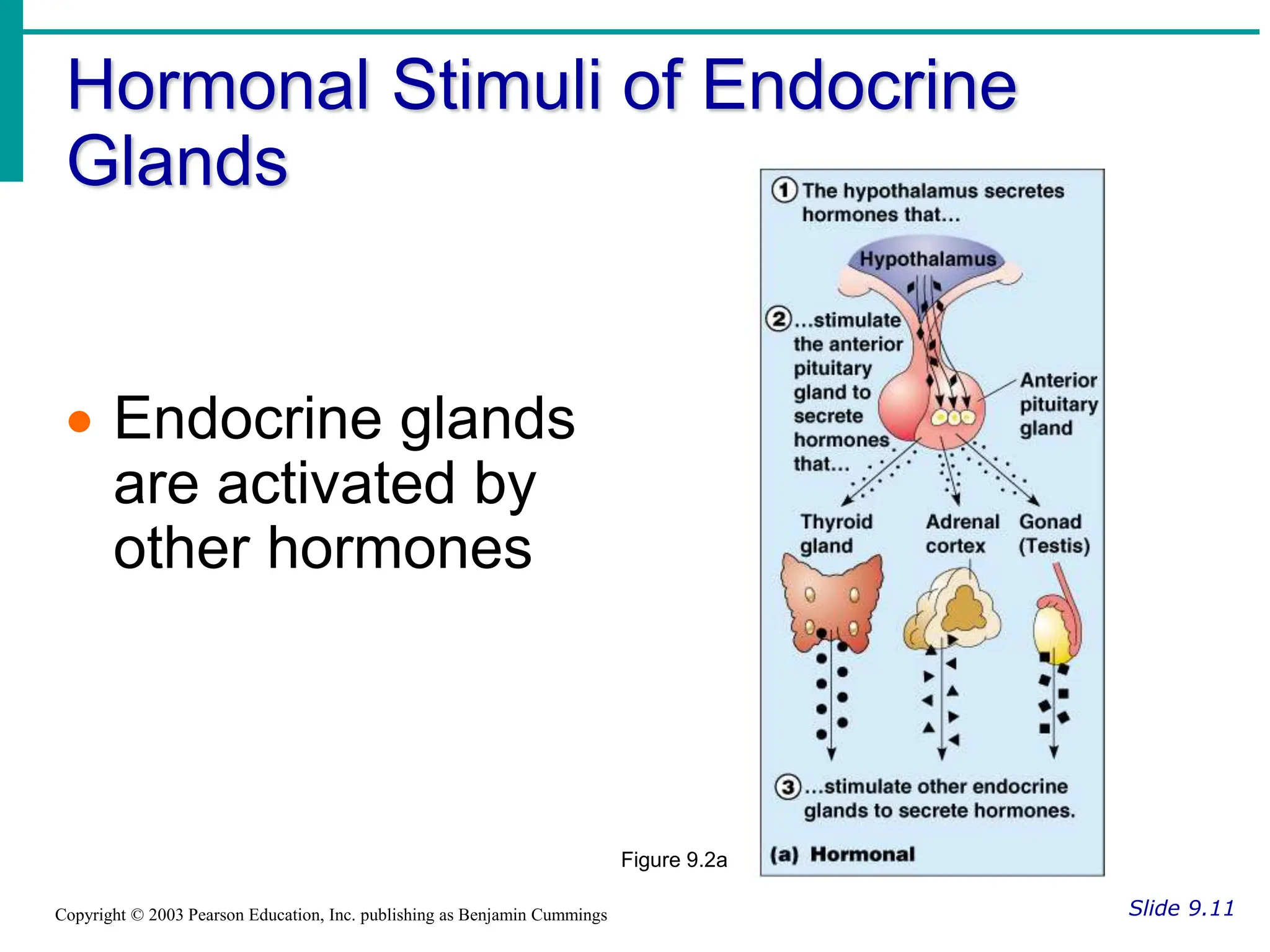 Chapter 9 endocrine SYSTEM, ENDCRINE GLANDS | PPT