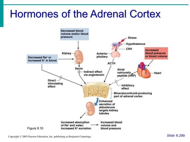 Chapter 9 endocrine SYSTEM, ENDCRINE GLANDS | PPT