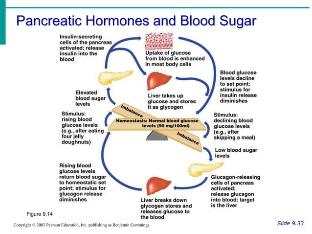 Chapter 9 endocrine SYSTEM, ENDCRINE GLANDS | PPT | Free Download