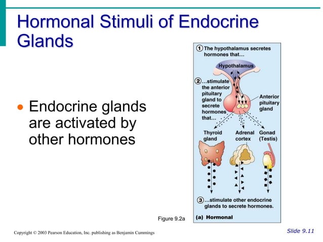 Chapter 9 endocrine SYSTEM, ENDCRINE GLANDS | PPT