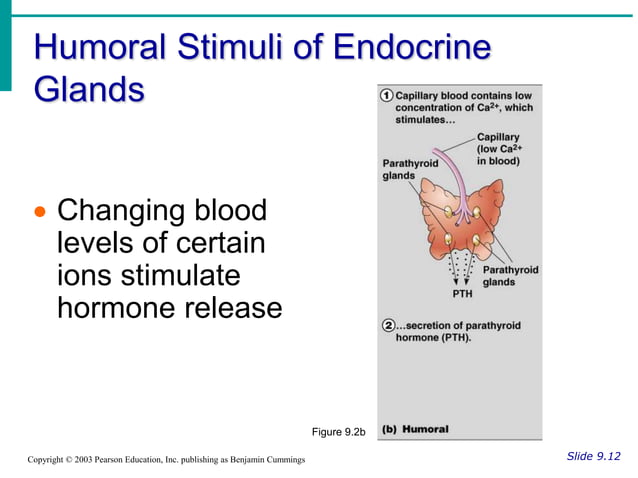 Endocrine system of Human in detail diagram | PPT