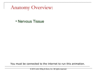 Chapter 9 nervous tissue | PPT