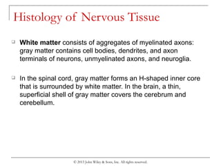 Chapter 9 nervous tissue | PPT