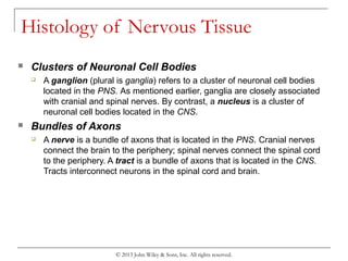 Chapter 9 nervous tissue | PPT