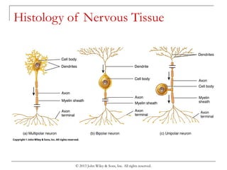Chapter 9 nervous tissue | PPT
