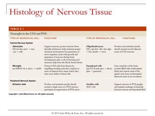 Chapter 9 nervous tissue | PPT