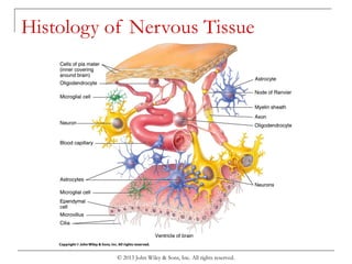 Chapter 9 nervous tissue | PPT