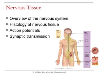Chapter 9 nervous tissue | PPT